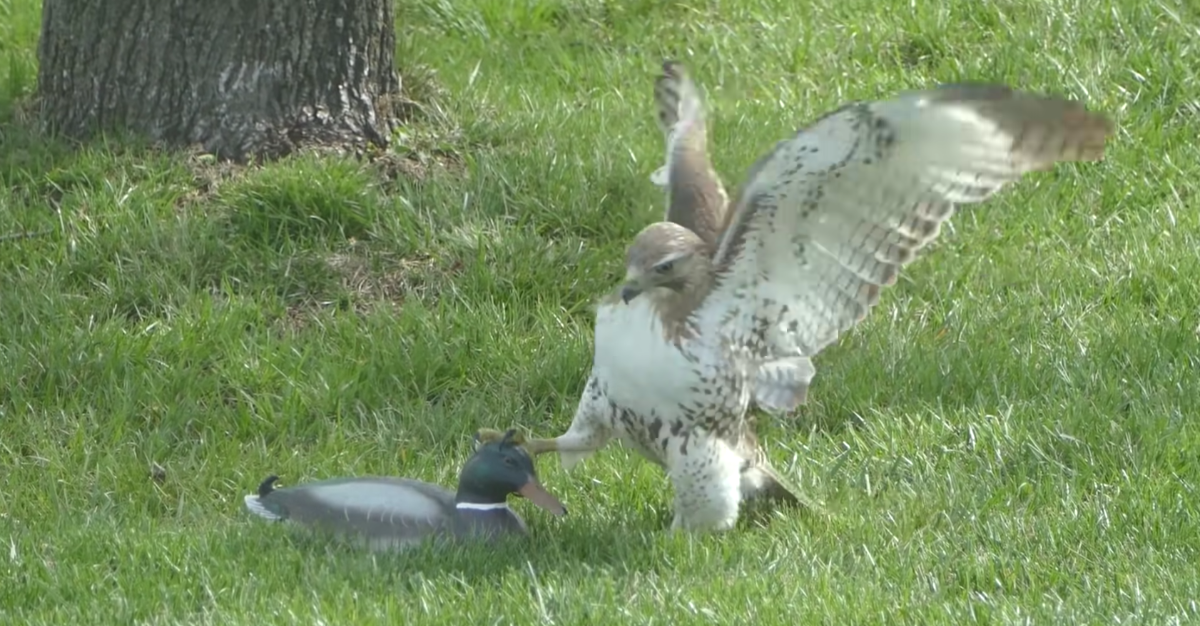 Hawk Is Completely, Delightfully Perplexed When ‘Duck’ Shows No Fear ...
