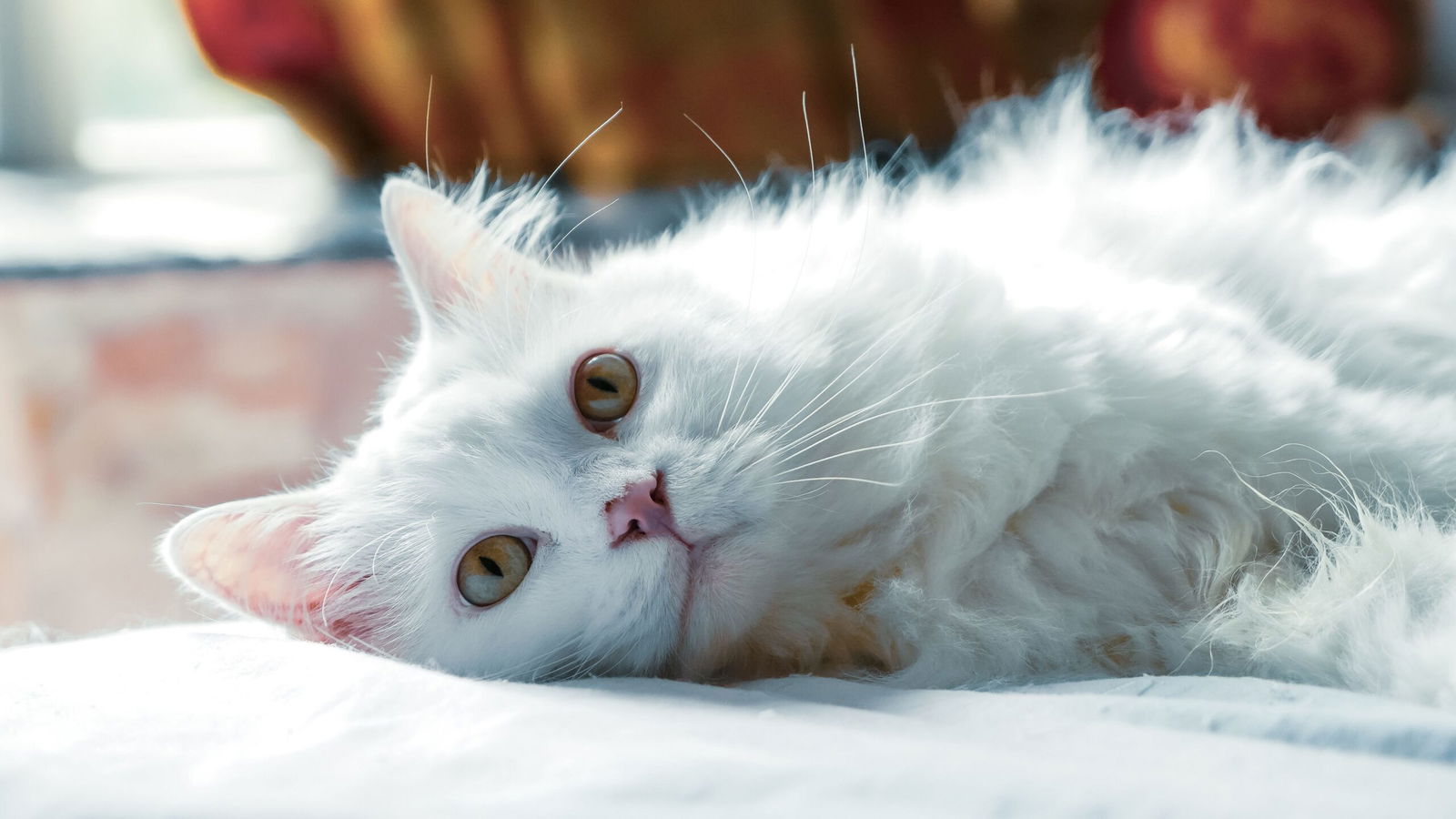 This Overly Dramatic Cat Deserves All the Awards – Diply