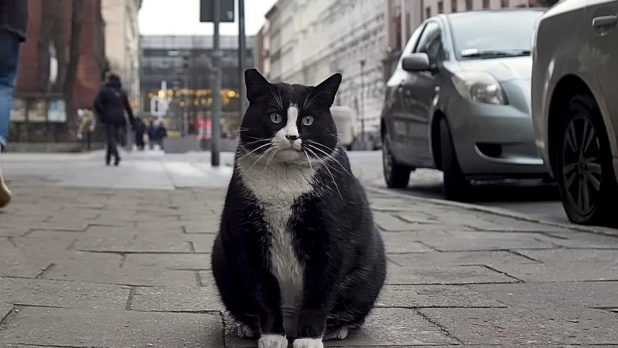 Fat Cat Becomes Polish City’s Top-Rated Tourist Attraction – Diply