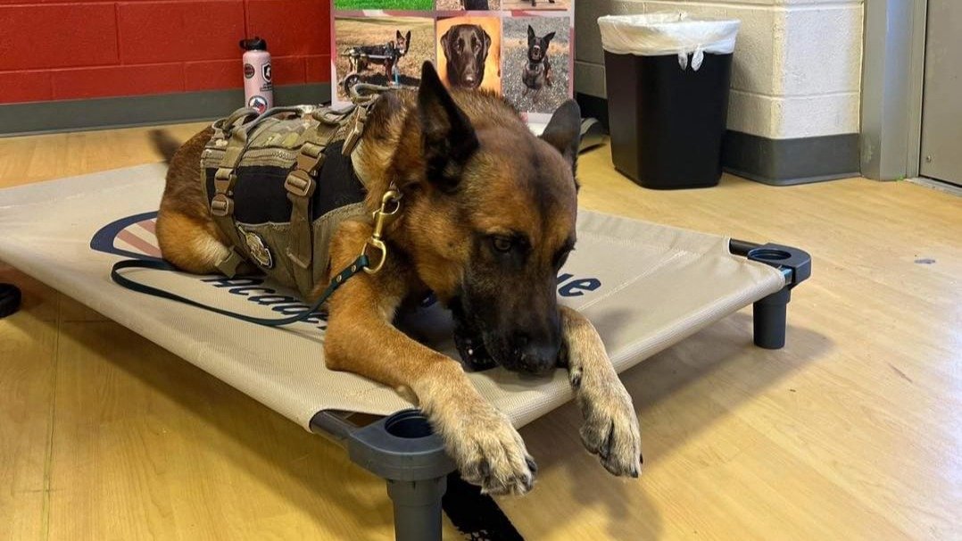 Military Hero Dog Honored with Animal Version of the Victoria Cross – Diply