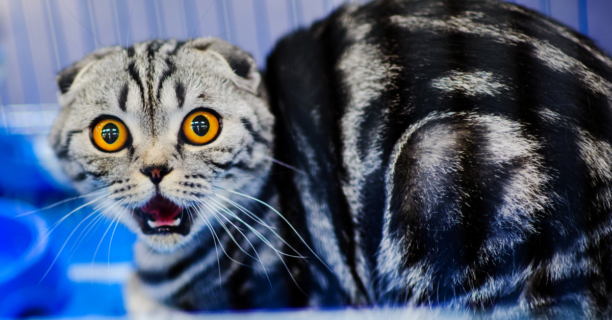Incredibly Ripped Cat That Suffers From Rare Muscle Condition Stuns The ...
