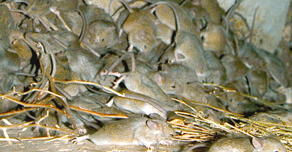 Swarms Of Millions Of Mice Overrun Parts Of Australia – Diply