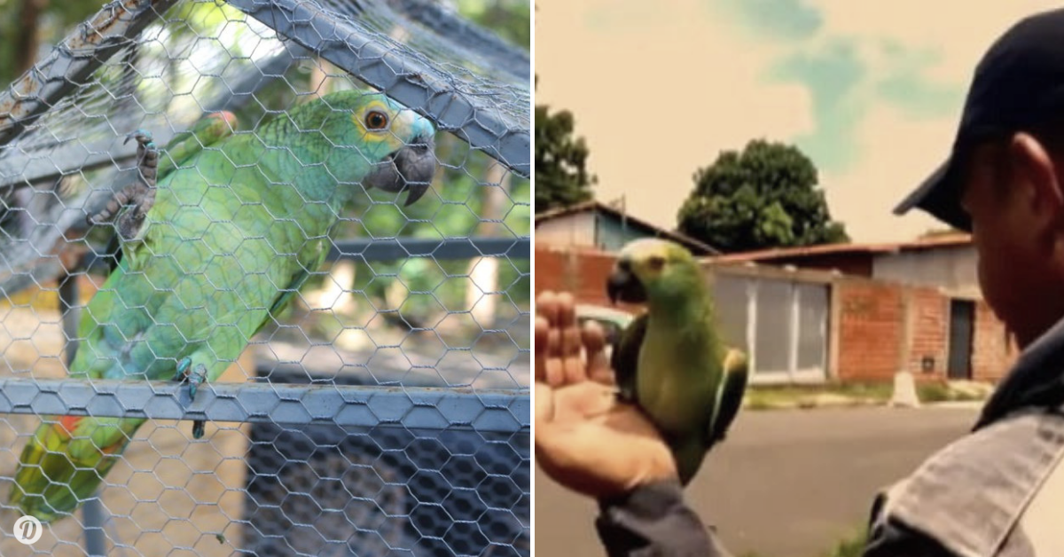 Parrot Arrested By Brazilian Police For Warning Owners About Drug Raid ...