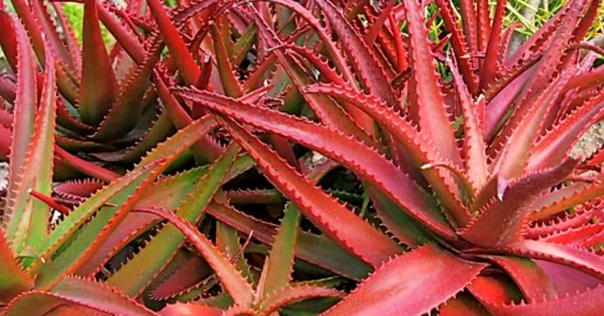Bring Sea Vibes To Your Garden With Octopus-Looking Red Aloe Plants – Diply
