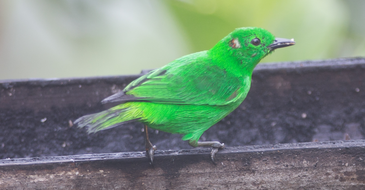 The Glistening-Green Tanager Is So Bright It Looks Like It Could Glow ...