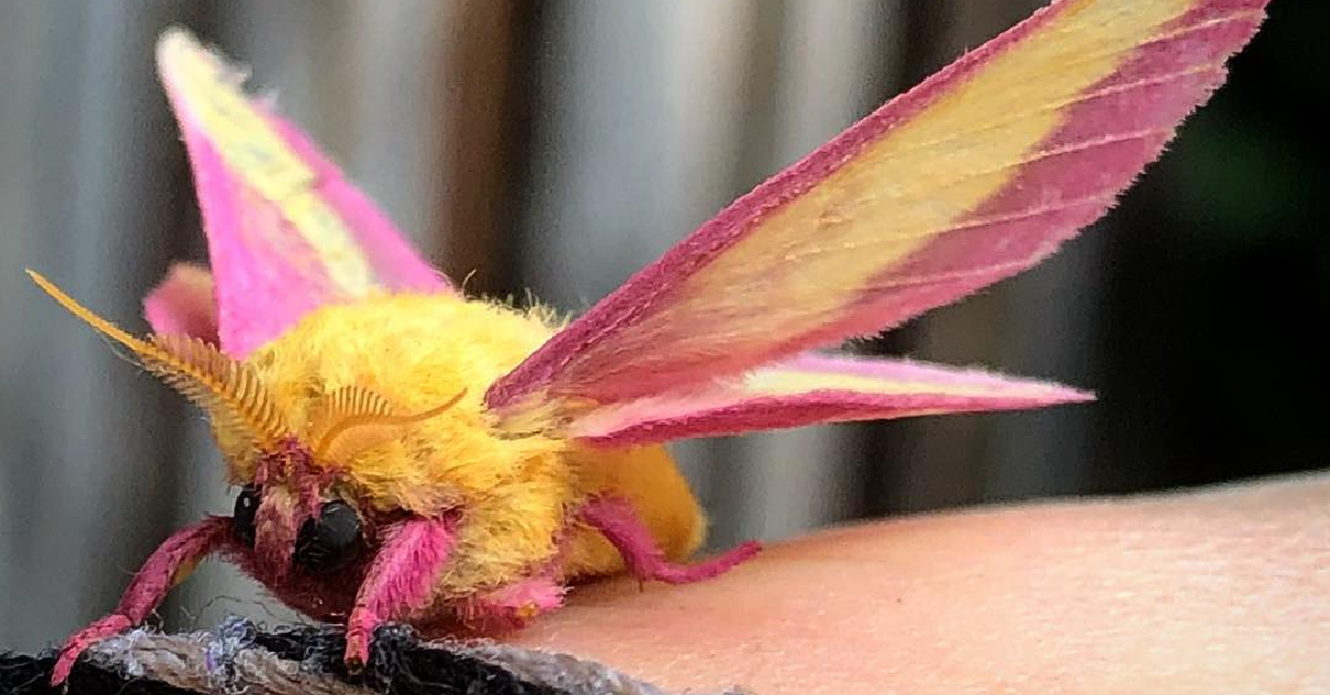 Rosy Maple Moths Are Giving Us Strong Strawberry-Banana Milkshake Vibes ...