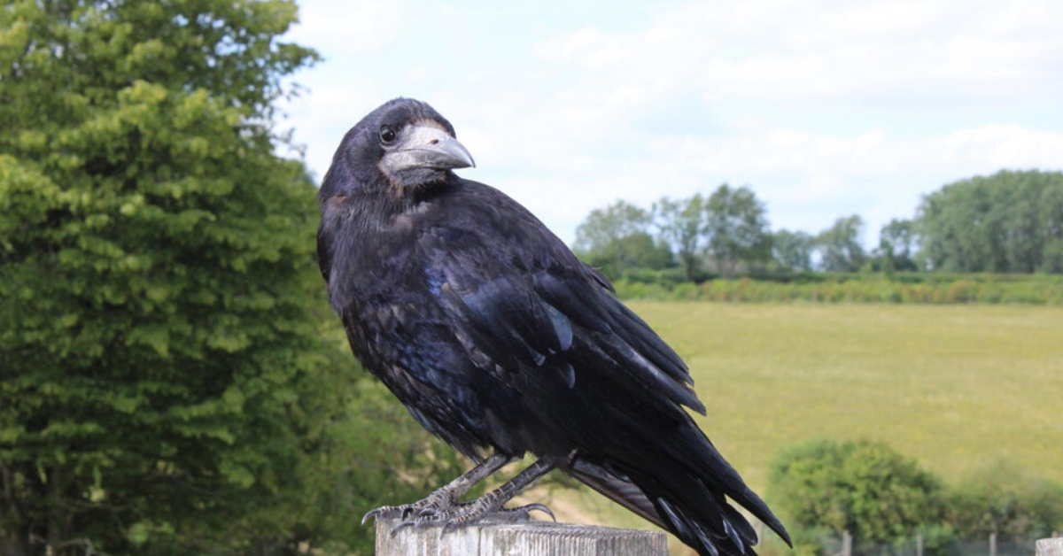 Experiment Shows How Scary Smart Crows Can Be – Diply