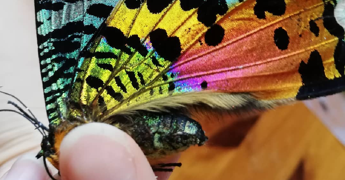 Madagascan Sunset Moths Become Rainbows Whenever They Flap Their Wings ...