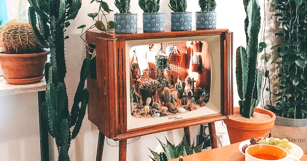 Watch Your Plants Grow With An Upcycled Retro TV Terrarium – Diply