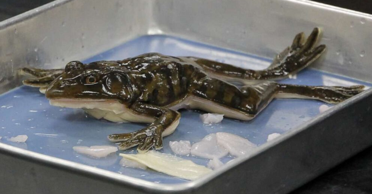 High School Ditches Real Frogs And Uses Synthetic Man-Made Frogs For ...