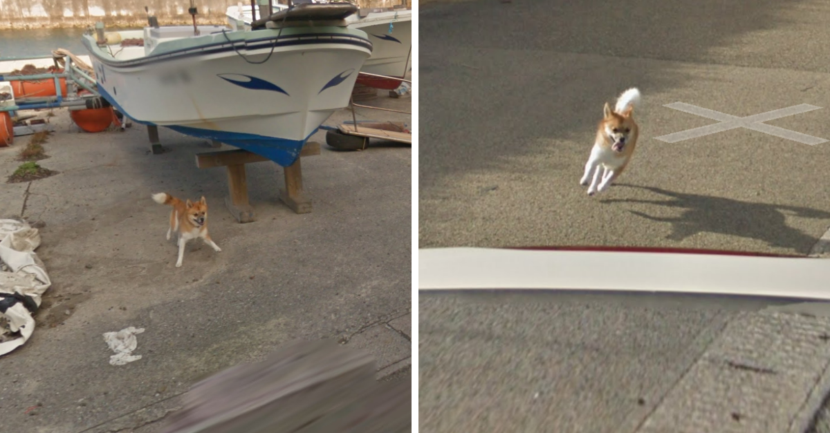 Dog Caught Chasing Google Street View Car In Hilarious Photos – Diply