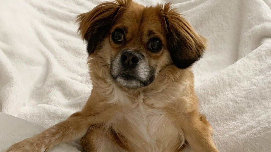 Tilly Was Born With A Short Spine, But Is Living Her Best, Cutest Doggo ...