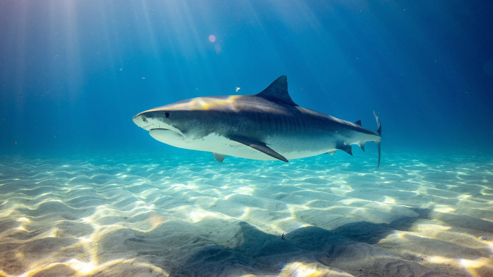 Shocking Photos Show Stella Berry, Victim of Tragic Swan River Shark ...