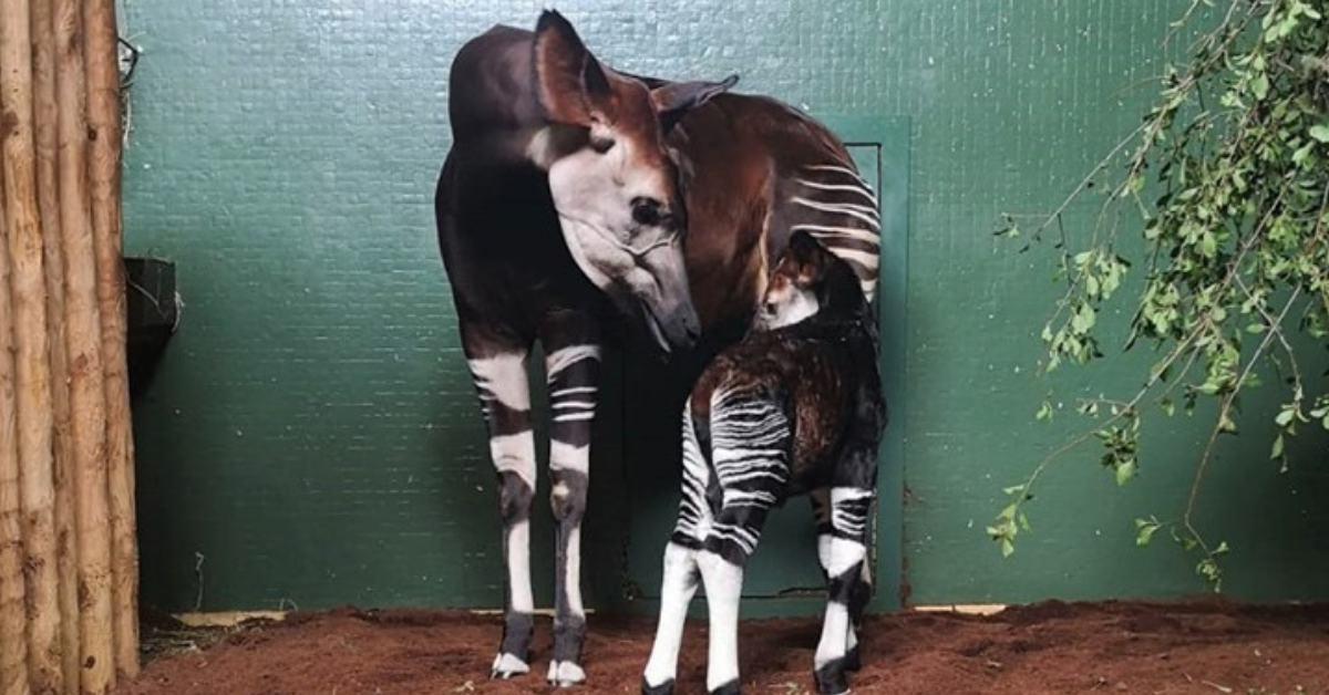London Zoo Welcomes Baby Okapi And Celebrates Her ‘First Wobbly Steps ...
