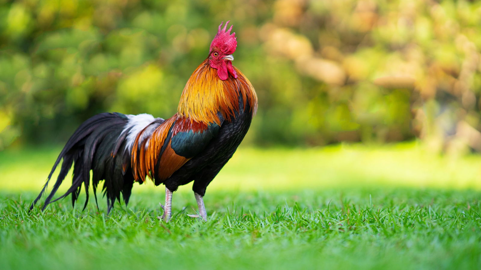 This Video Of A Toddler Giving Rooster A Ride Is Melting Our Hearts – Diply