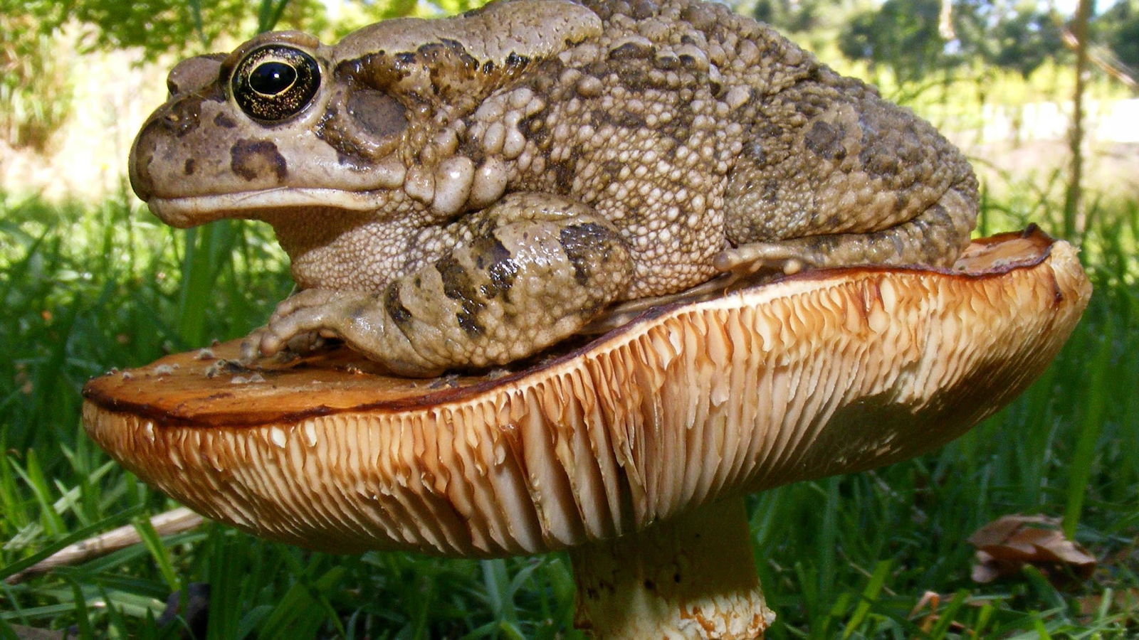 Internet Reacts To User Who Gets Toad Pics Sent To Them By Random Number – Diply