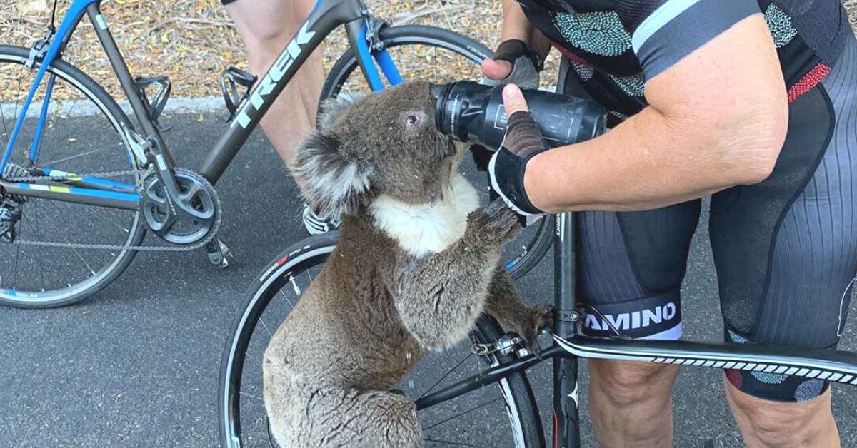 Dehydrated Koala Desperately Approaches Cyclist And Sips From Water ...