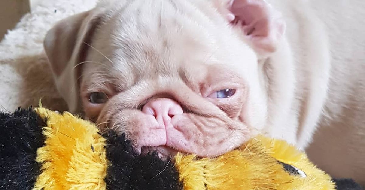 Milkshake The Rare Pink Pug Is Bringing All The Admirers To The Yard ...