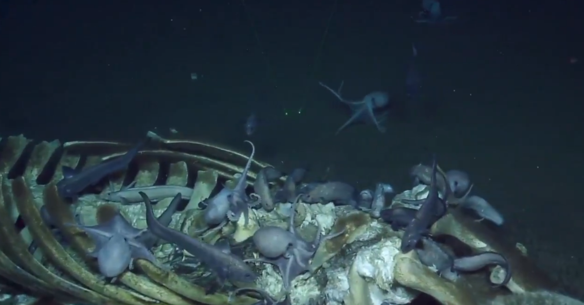 Marine Researchers Stumble Upon Decomposing Whale Skeleton During Live ...