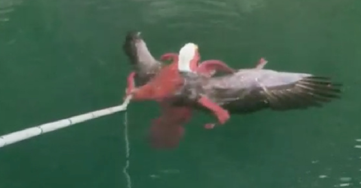 Viral Video Shows Fascinating Showdown Between Octopus And Bald Eagle ...