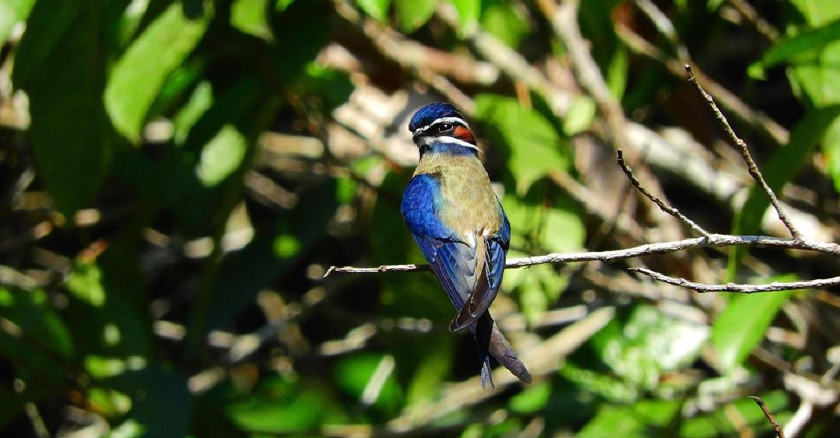 The Whiskered Treeswift’s Brows And Beard Makes It Look Like A Wise ...