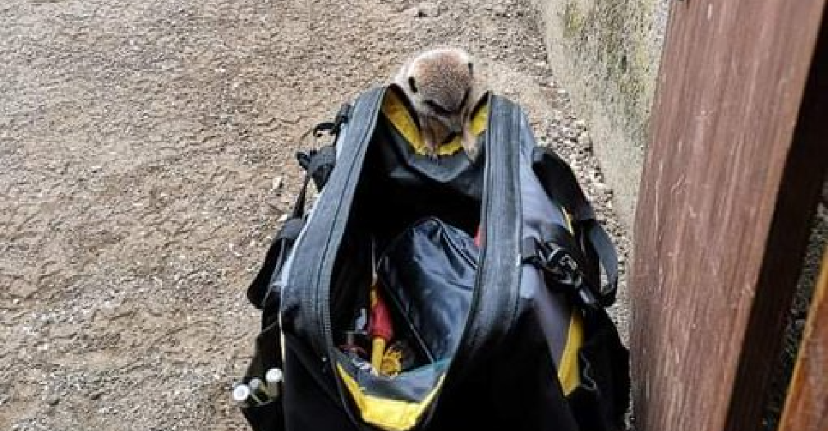 Electrician Gets Adorable Meerkat Assistants While Working At Zoo – Diply