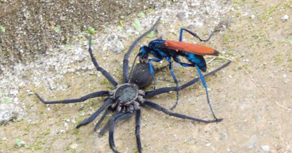 Massive Tarantula Hawk Carries Off Huntsman Spider In Nightmarish Photo ...