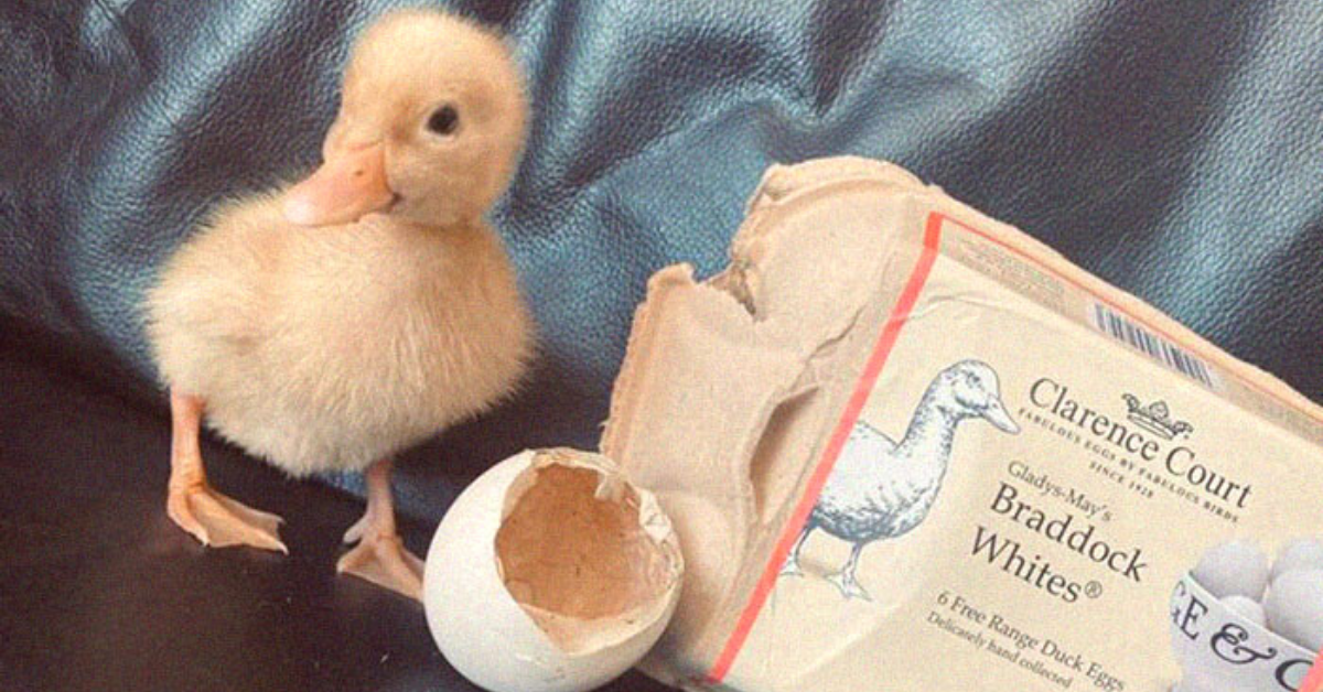 Woman Hatches Adorable Duckling From A Supermarket Egg – Diply
