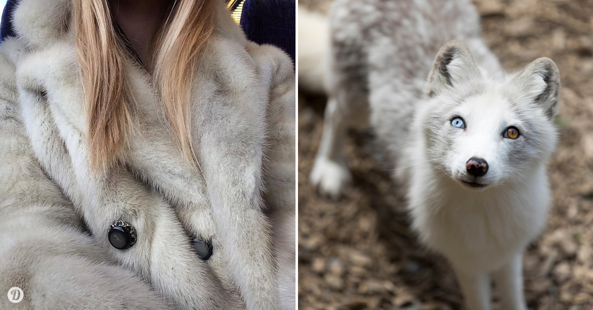 California Is The First US State To Ban The Sale Of Animal Fur – Diply