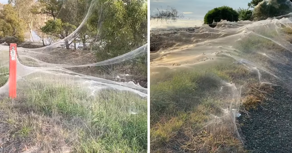 Spiderwebs Blanket Parts Of Australia After Flooding, Creating Spooky ...