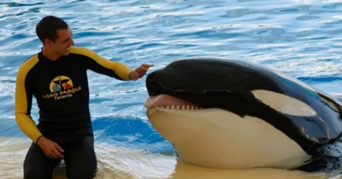 SeaWorld Orca Who Once Killed Trainer Dies After Spending Entire Life ...