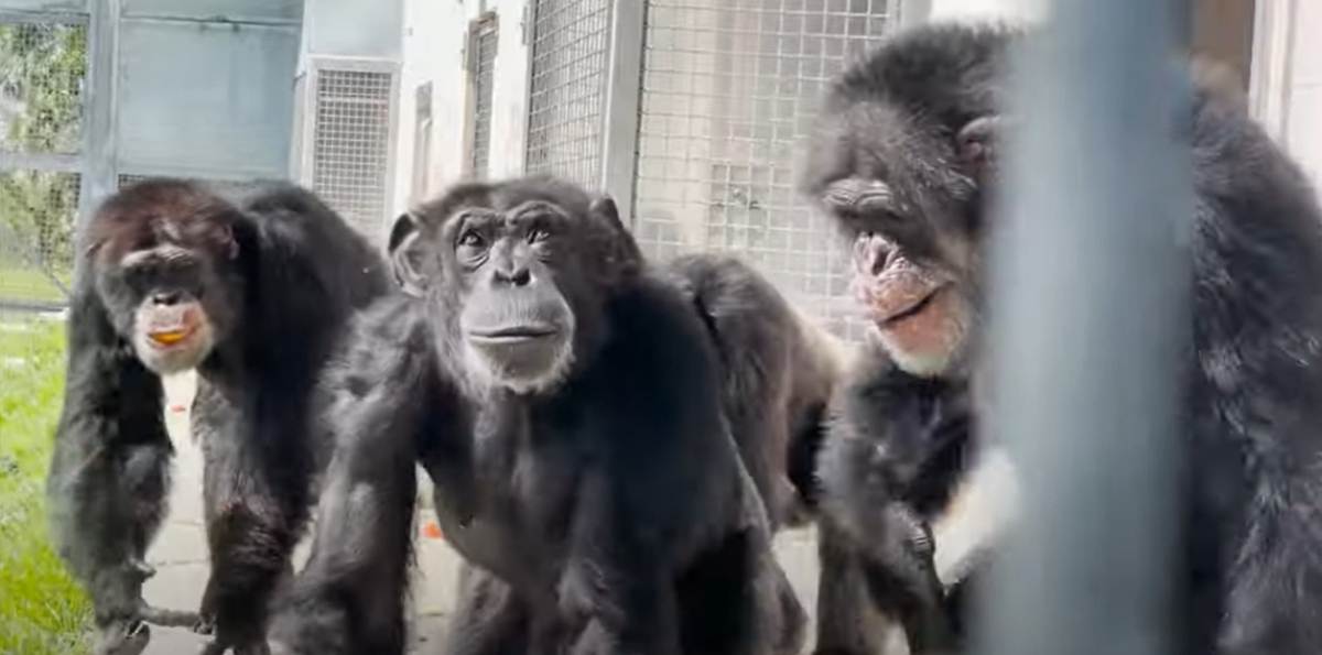 Stunning Footage Shows Chimp Experiencing Sunlight For First Time After ...